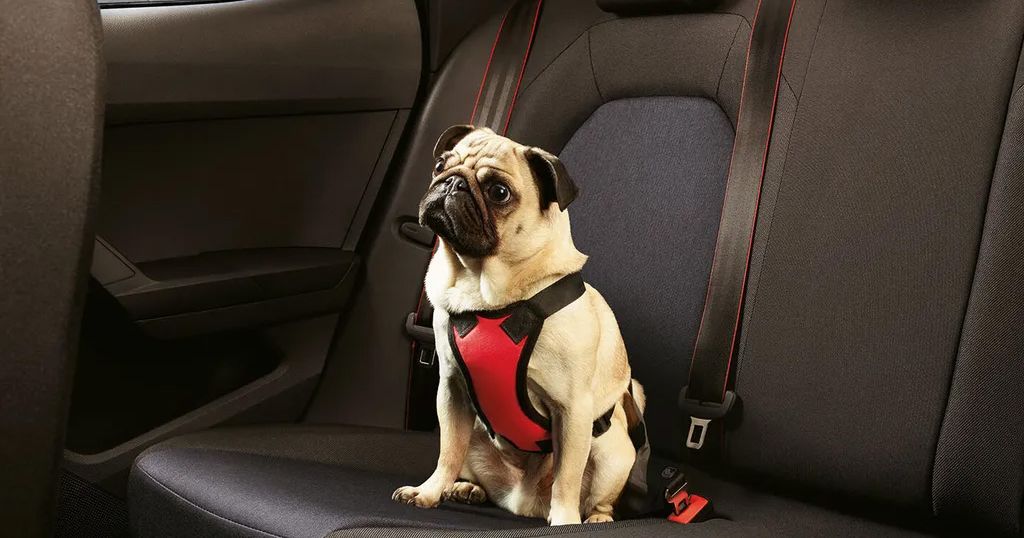 CUPRA Hundezubehör für deinen Formentor & Co. | CUPRA